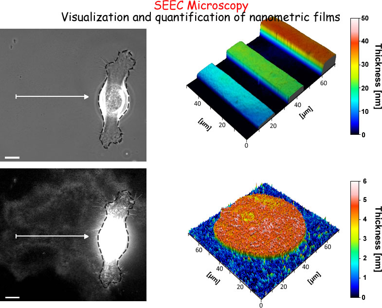 seec | Adhesion & Inflammation Lab