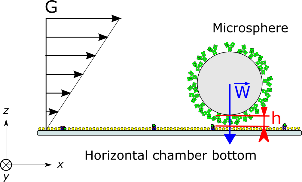 Flow chamber | Adhesion & Inflammation Lab