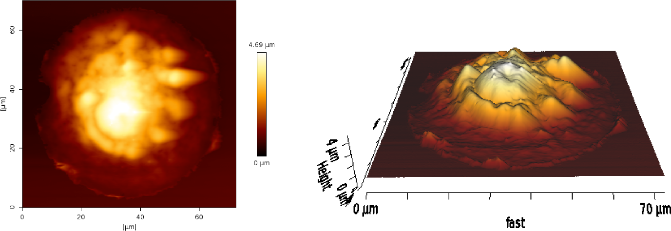Atomic Force Microscopy | Adhesion & Inflammation Lab